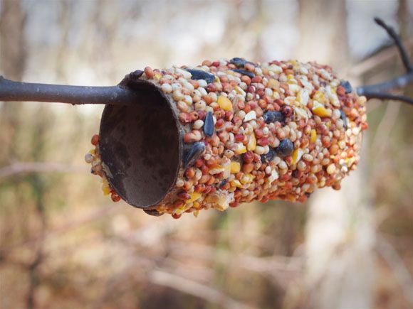 How To Make A Peanut Butter Bird Feeder Go Grow Go 