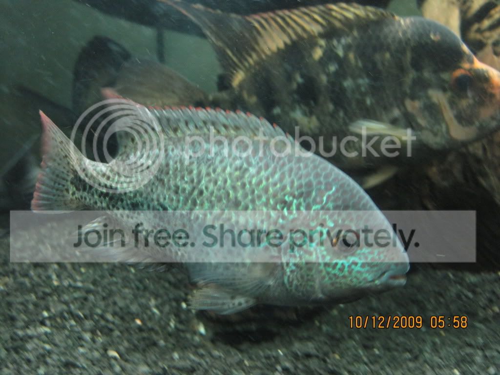 Paratheraps/Vieja Photo Thread | MonsterFishKeepers.com