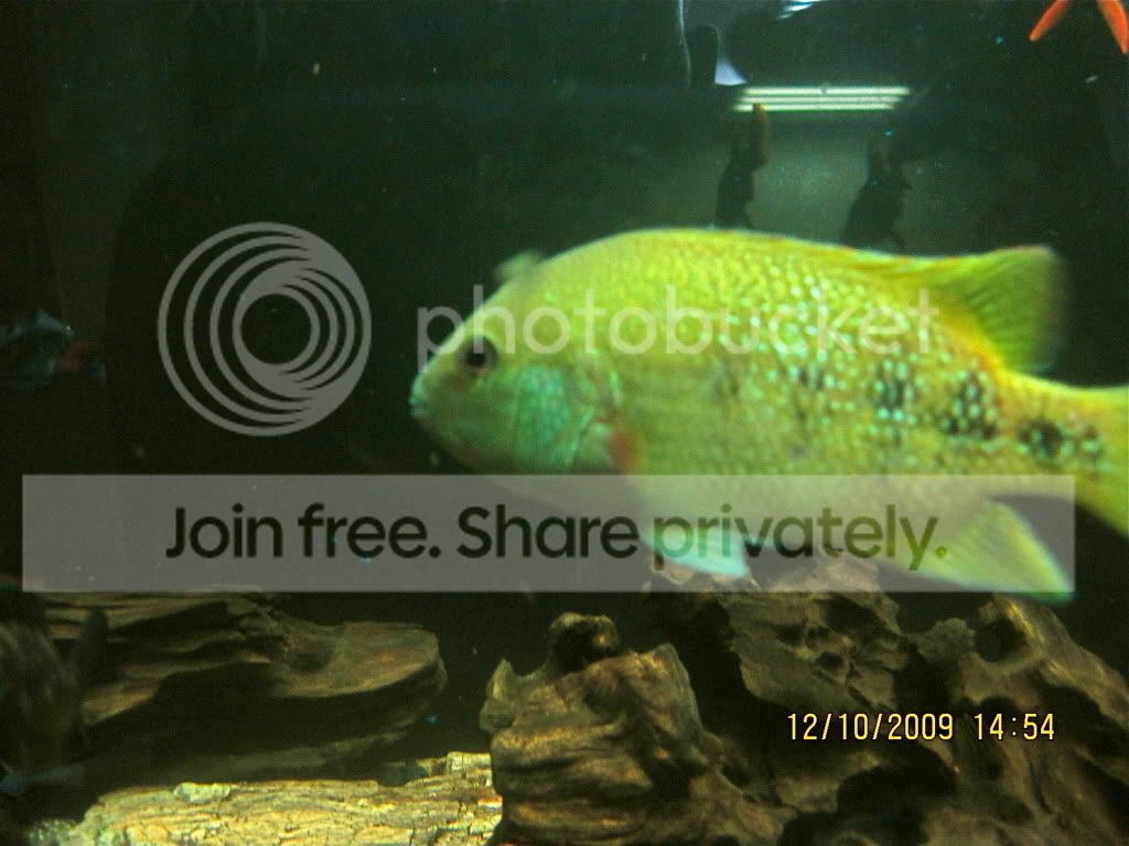 Herichthys Photo Thread | MonsterFishKeepers.com