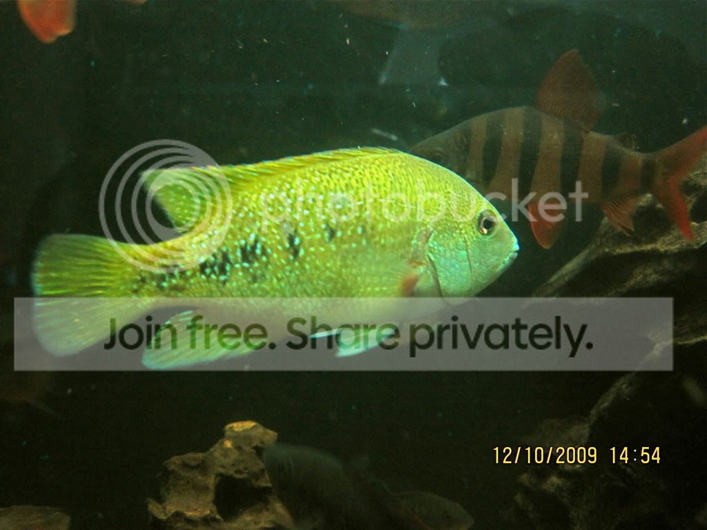 Herichthys Photo Thread | MonsterFishKeepers.com