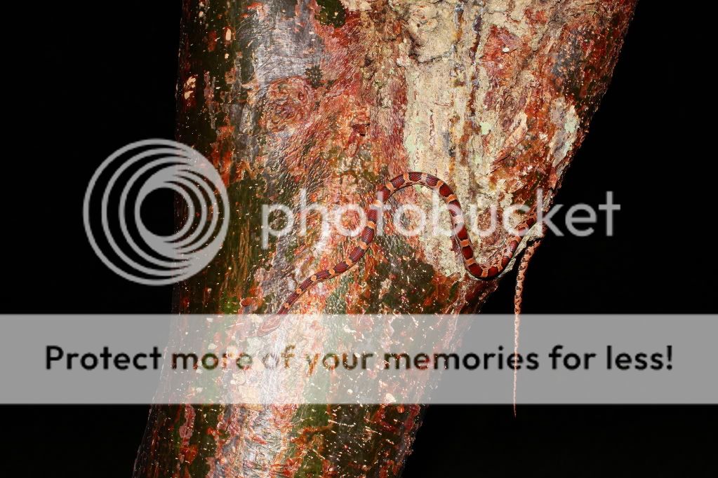 Round 2 in South Florida! - Field Herp Forum