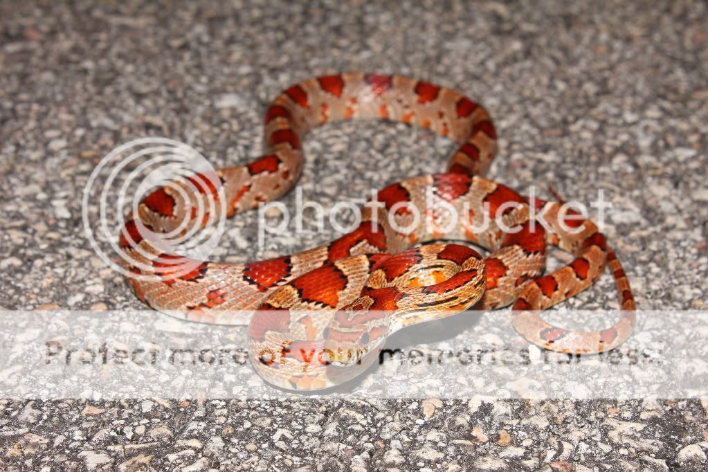 Locality corn snake photos please - Field Herp Forum